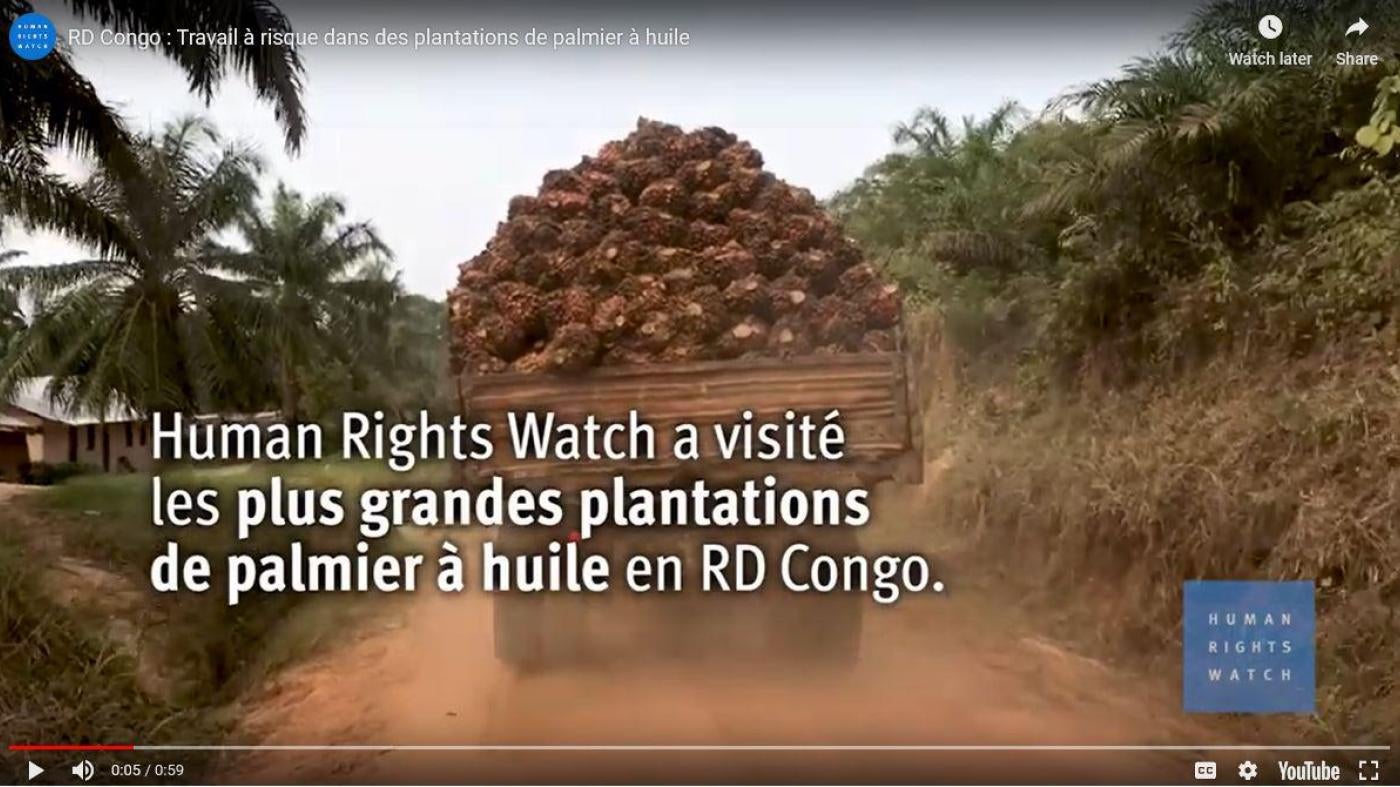 RD Congo : Travail à risque dans des plantations de palmier à huile ...