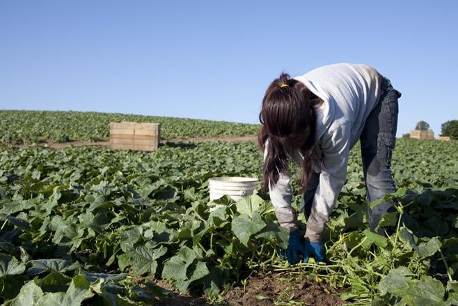 children working in fields
