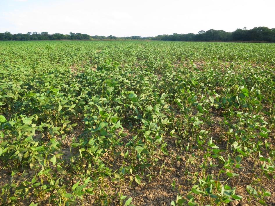 Commercial Farming and Displacement in Zambia | HRW