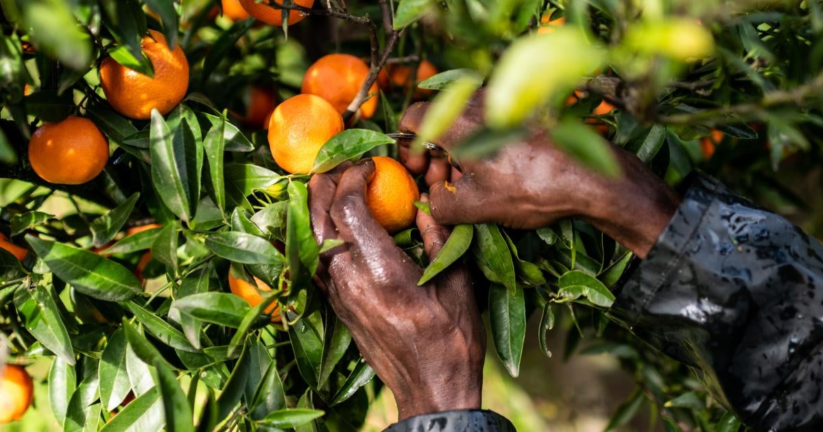 Italy: Flawed Migrant Regularization Program | Human Rights Watch