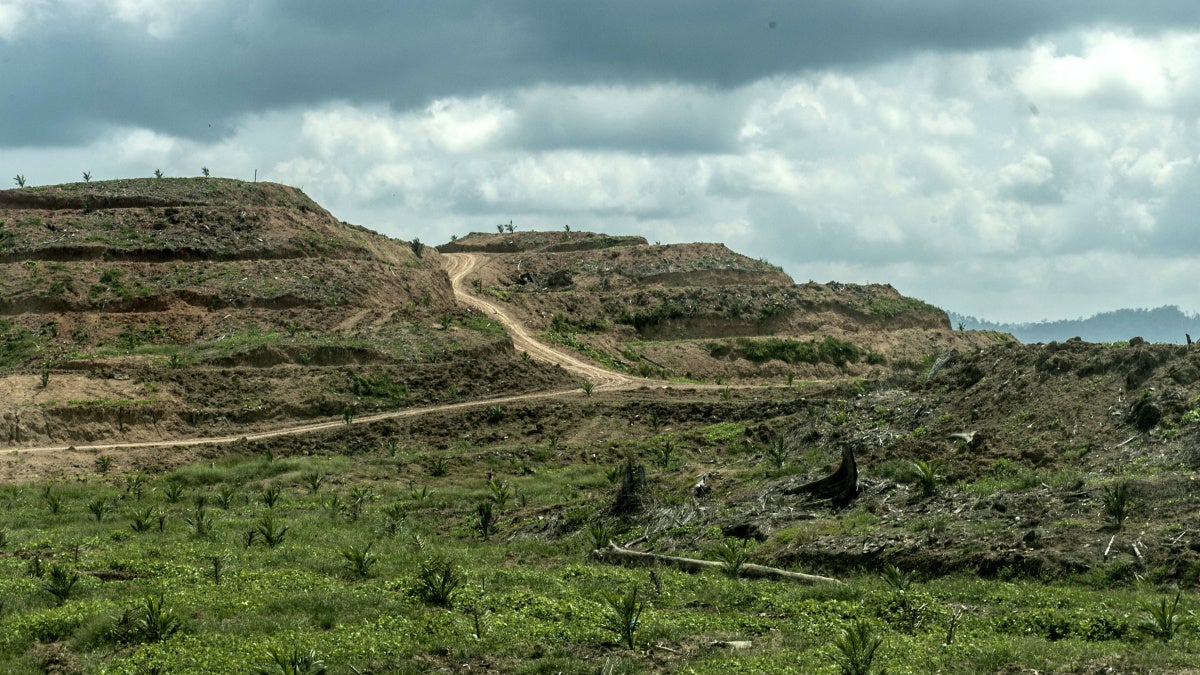 Regulate timber plantations to protect land rights | Human Rights Watch