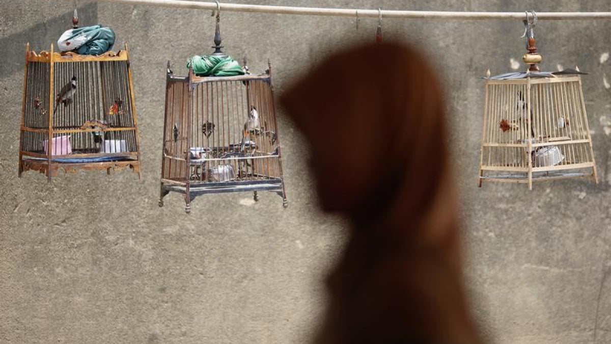 Perogol Mengahwini Mangsa di Malaysia | Human Rights Watch